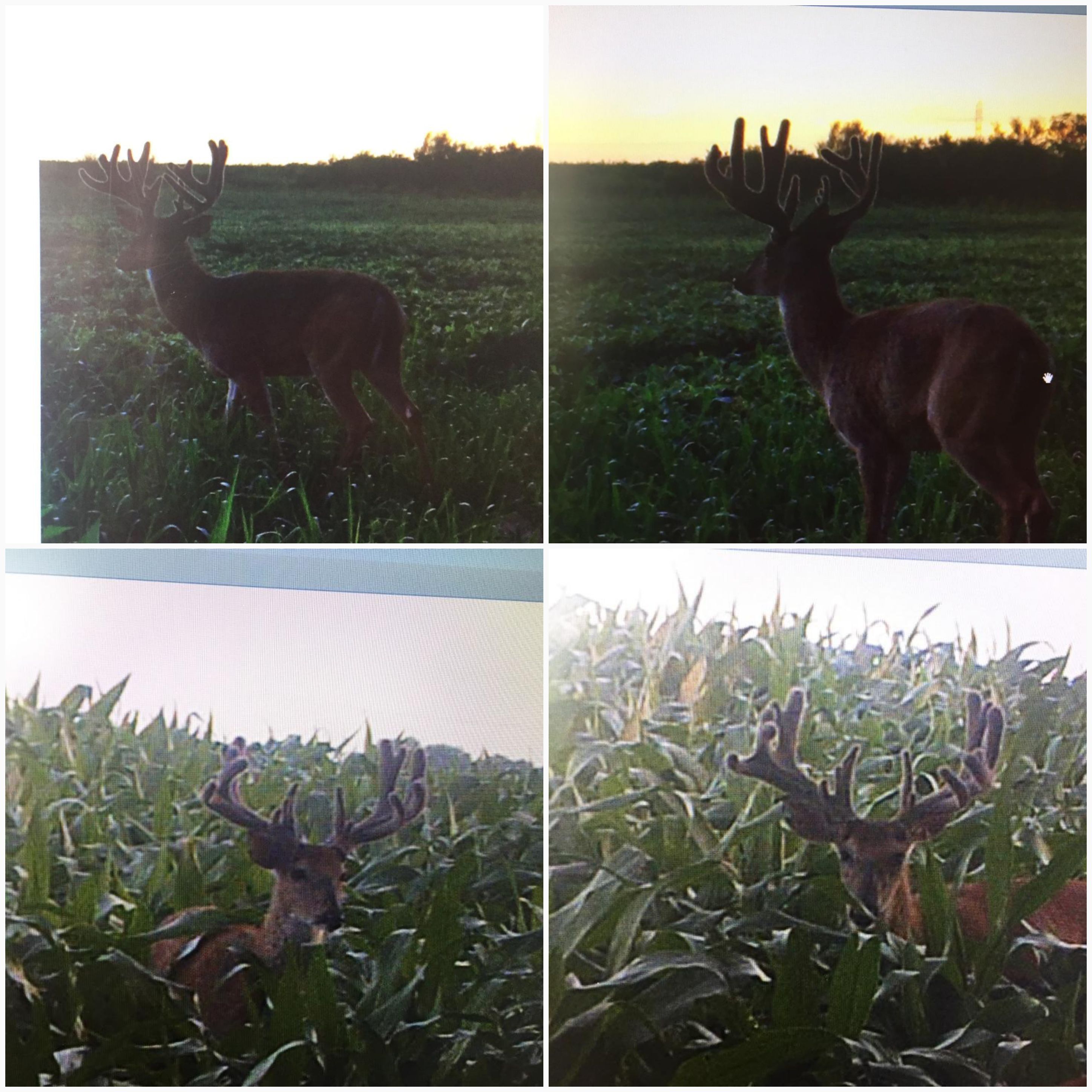 Anonymous pics 2017 | Iowa Whitetail Forums