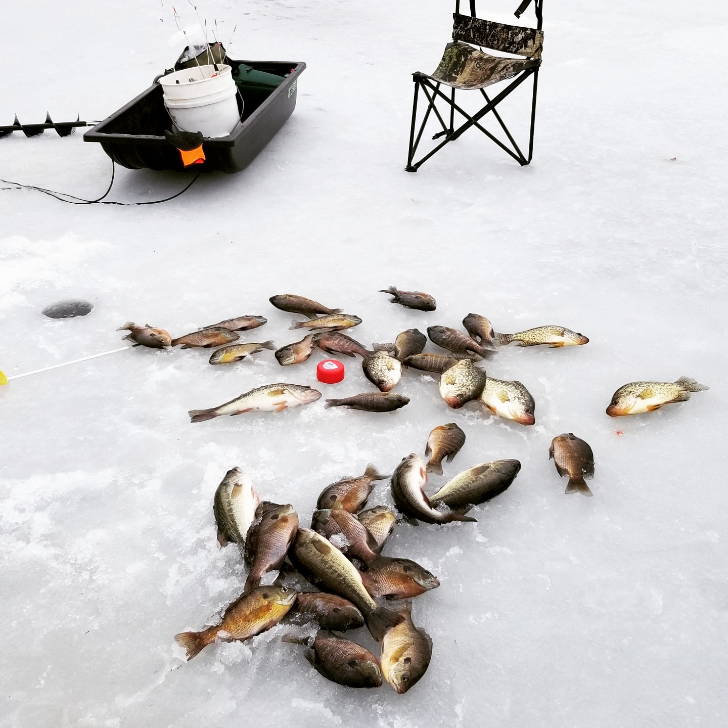 Ice Fish | Iowa Whitetail Forums
