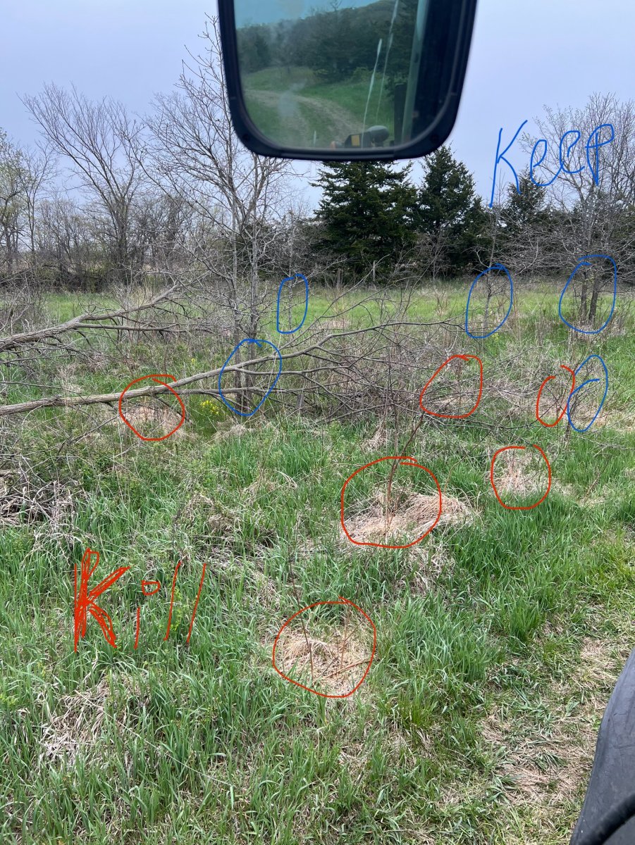 Woody plants growing amongst conifers | Iowa Whitetail Forums Woody plants growing amongst conifers | Iowa Whitetail Forums