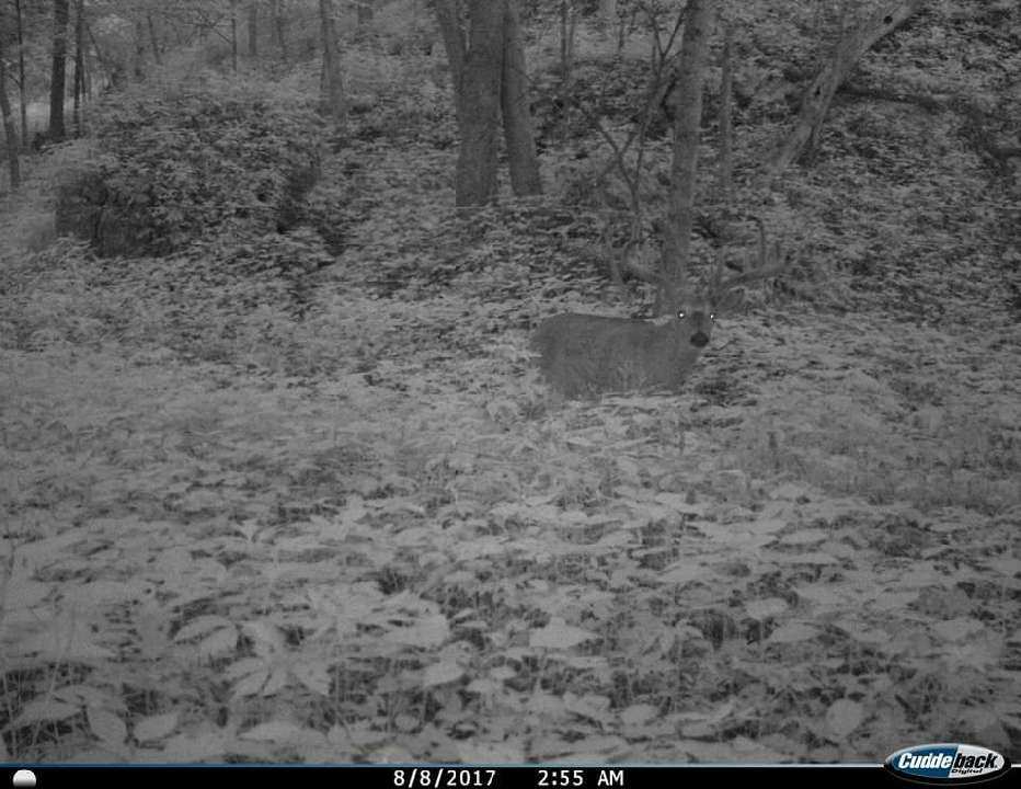 Anonymous pics 2017 | Page 4 | Iowa Whitetail Forums